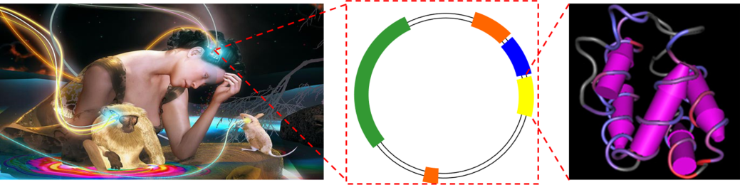 LIU Hanqing, M.D., PhD.-研究动态-深圳市萨米国际医疗中心（深圳市第四人民医院）-市属公立医院